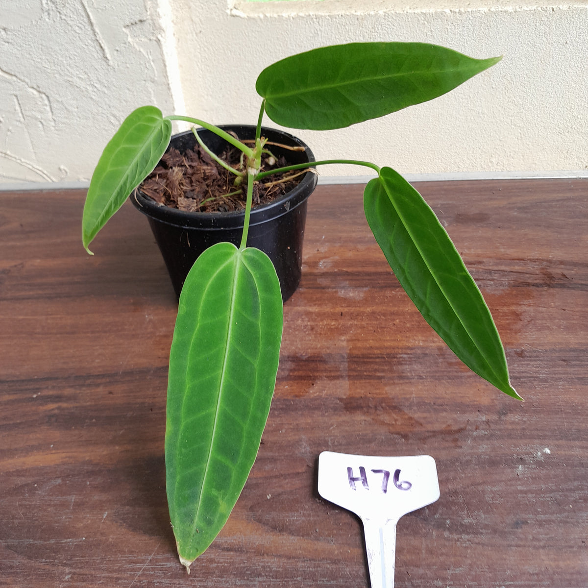 #H76 Anthurium Warocqueanum – J & S Plant Pickers