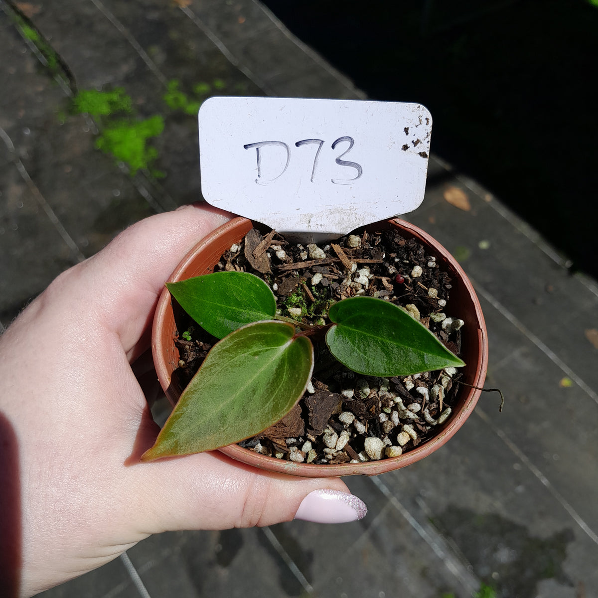 #D73 Anthurium Unknown – J & S Plant Pickers