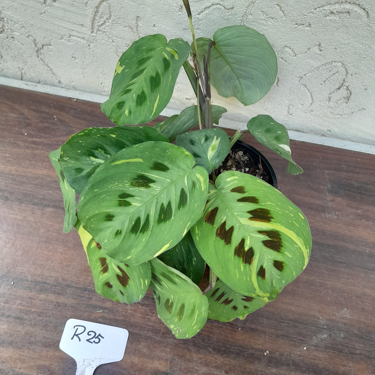 #R25 Variegated Maranta Leuconeura – J & S Plant Pickers