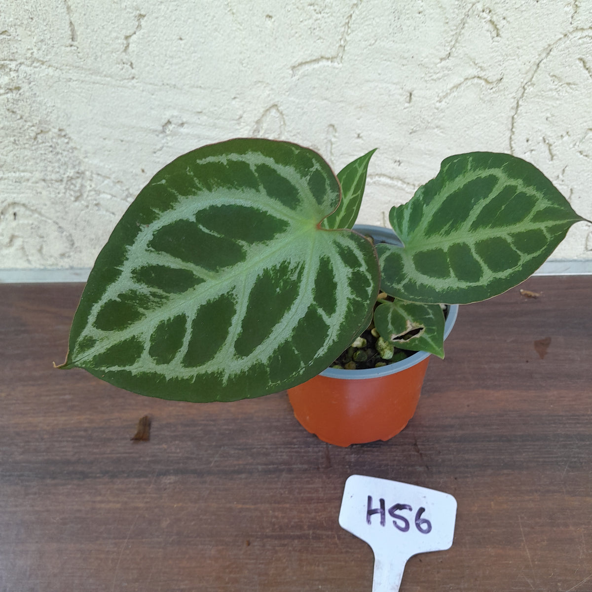 #H56 Anthurium Hilders Crystallinum – J & S Plant Pickers