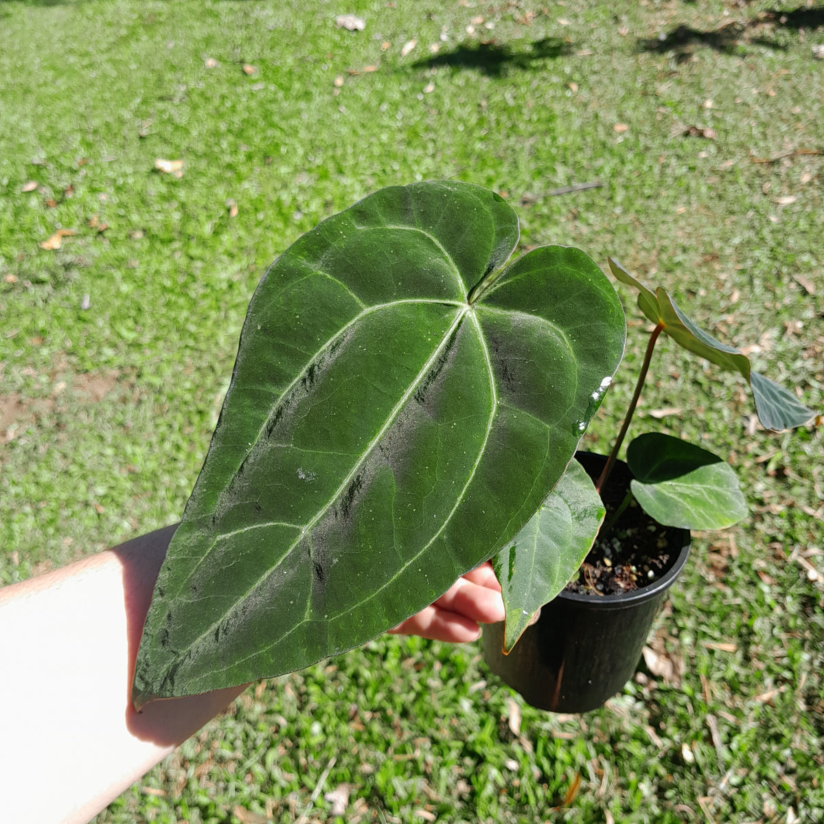 #D51 Anthurium Papillilaminum x 'Black Panther' – J & S Plant Pickers