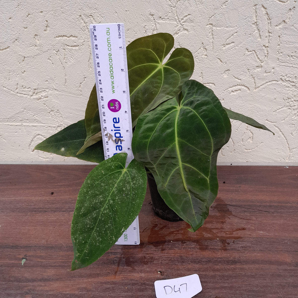 #D47 Two x Anthurium Papillilaminum x 'Black Panther' – J & S Plant Pickers