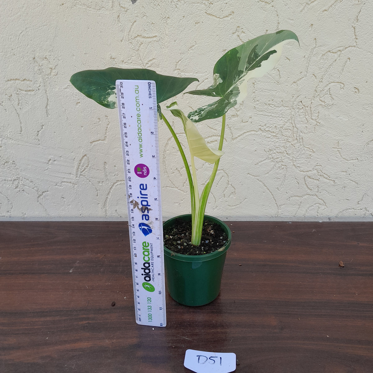 #D51 Variegated Alocasia Macrorrhiza – J & S Plant Pickers