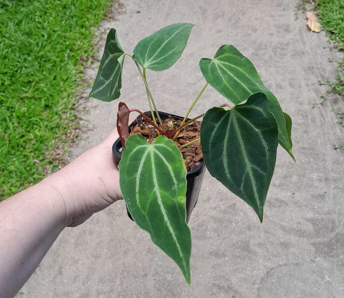 Miniature Anthurium Magnificum Hybrid x – J & S Plant Pickers