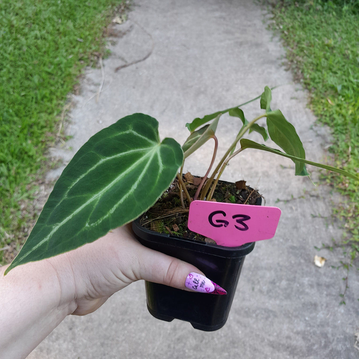 #G3 Miniature Anthurium Magnificum Hybrid x – J & S Plant Pickers