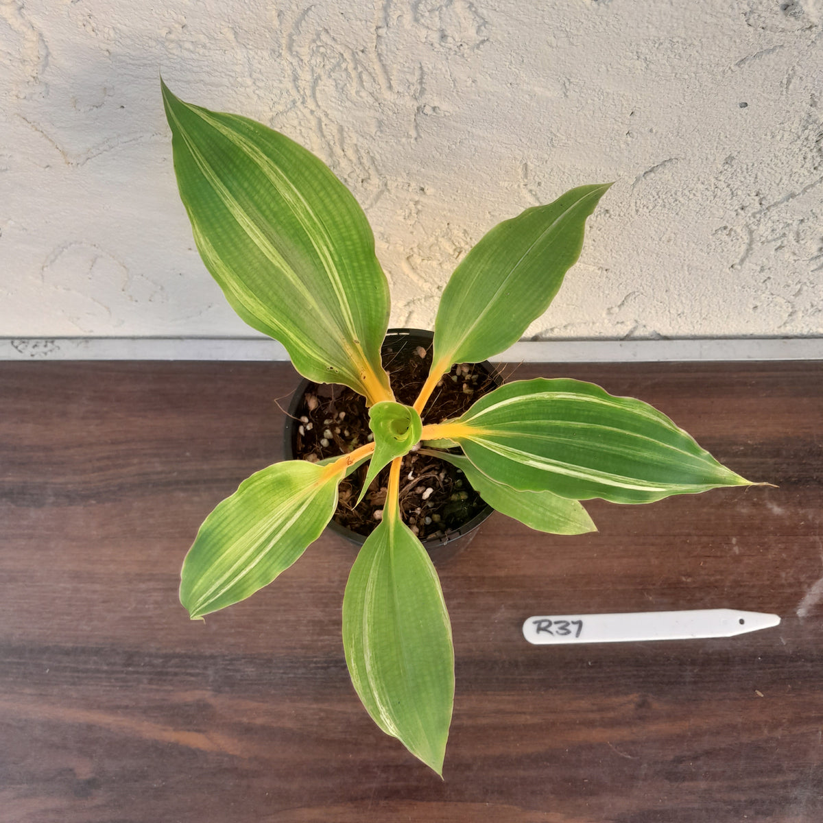 #R37 Variegated Chlorophytum Orchidastrum - Fire Flash – J & S Plant ...