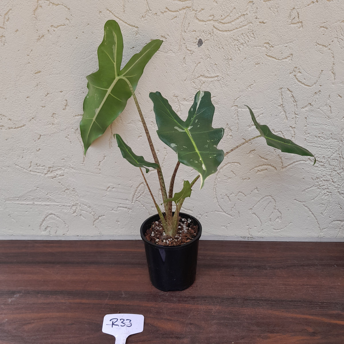 #R33 Albo Variegated Alocasia Sarian – J & S Plant Pickers