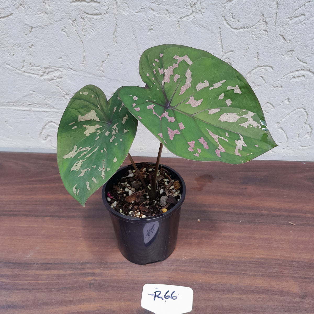 #R66 Caladium Clavatum – J & S Plant Pickers
