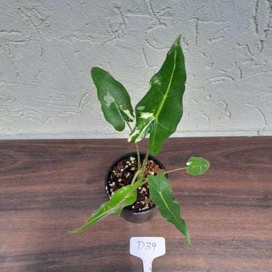 ALL LISTINGS – Page 2 – J & S Plant Pickers