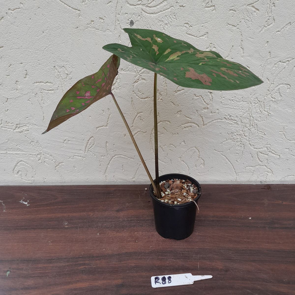 #R88 Caladium Clavatum – J & S Plant Pickers