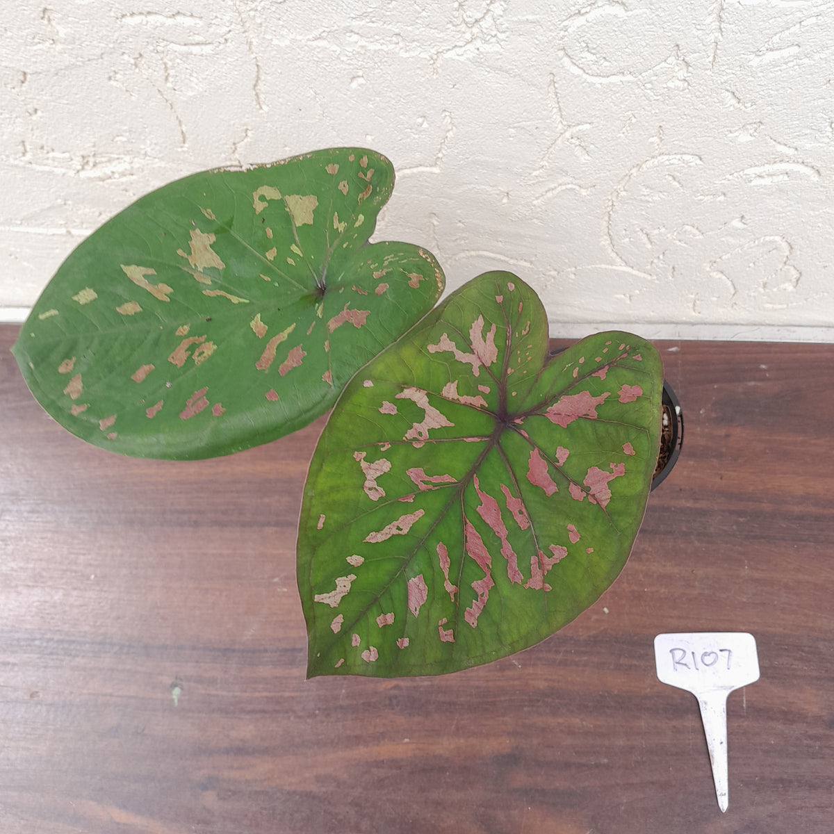 #R107 Caladium Clavatum – J & S Plant Pickers