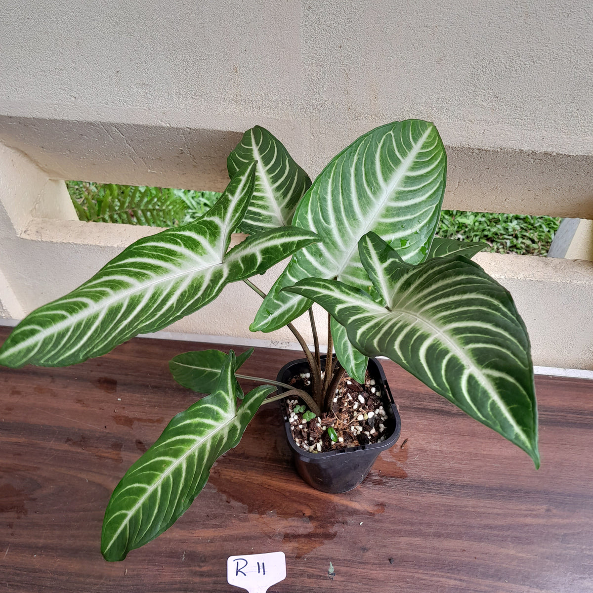 #R11 Phyllotaenium Lindenii – J & S Plant Pickers