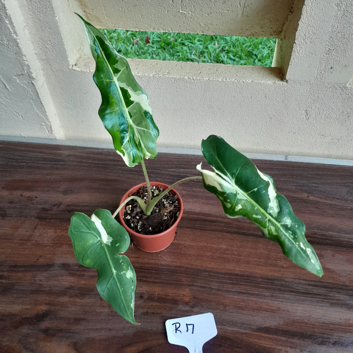 #R17 Albo Variegated Alocasia Sarian – J & S Plant Pickers