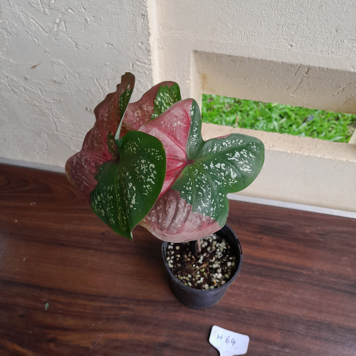 #H64 Caladium Patches – J & S Plant Pickers