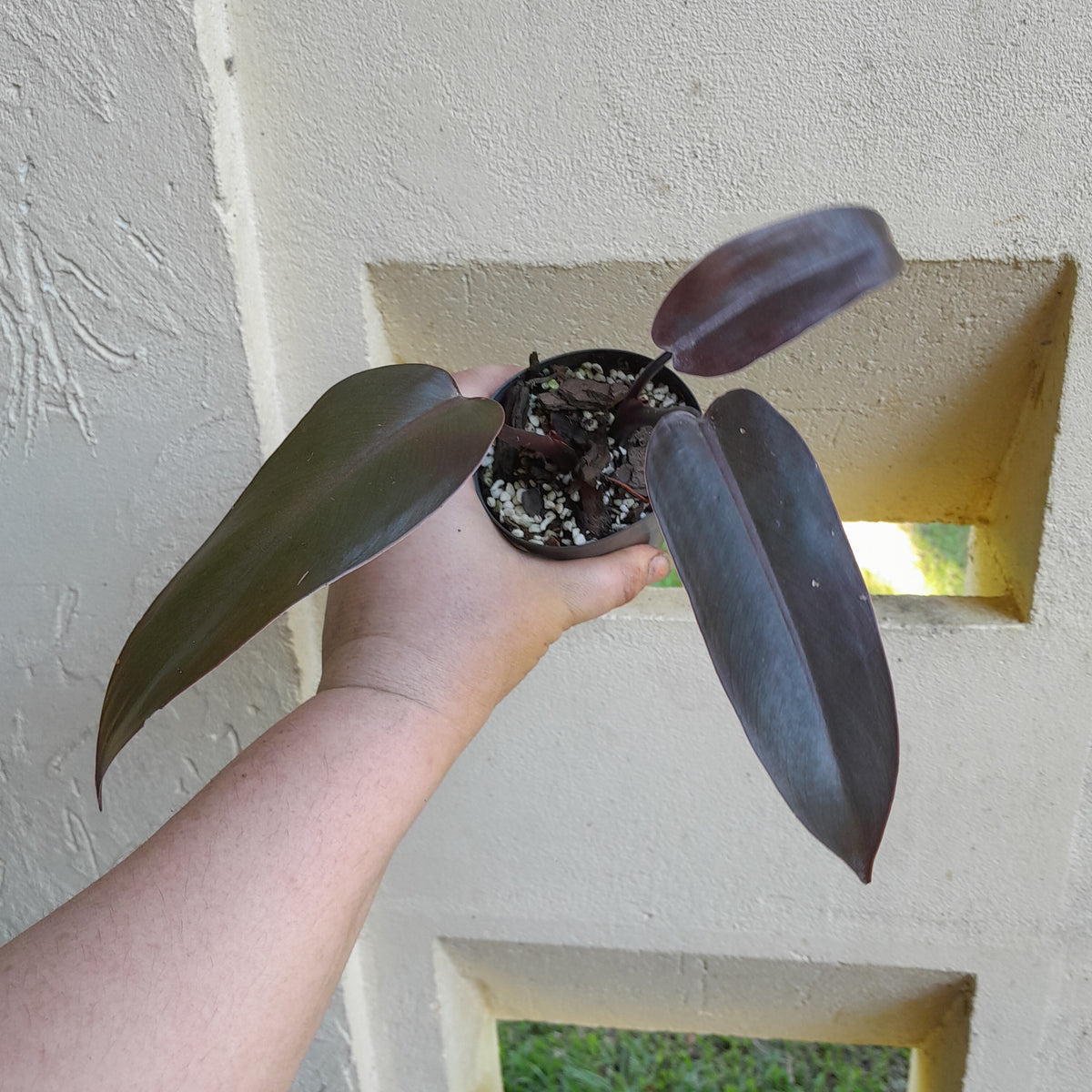 #45 Philodendron Black Knight – J & S Plant Pickers