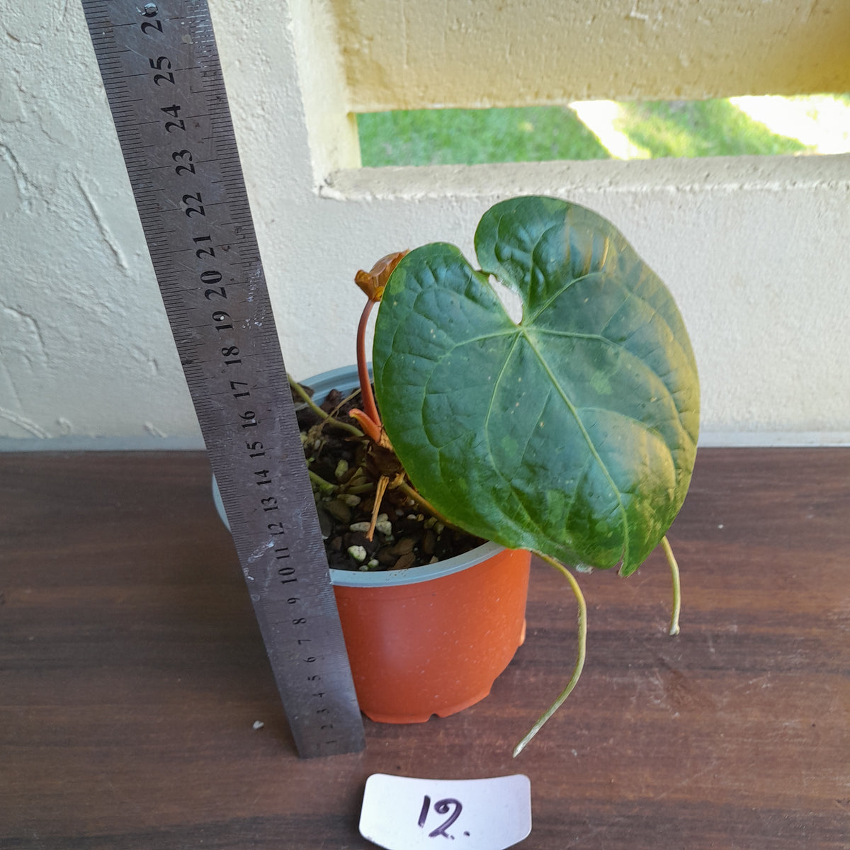 #12 Anthurium Velvet Shadow x Rotolantei – J & S Plant Pickers
