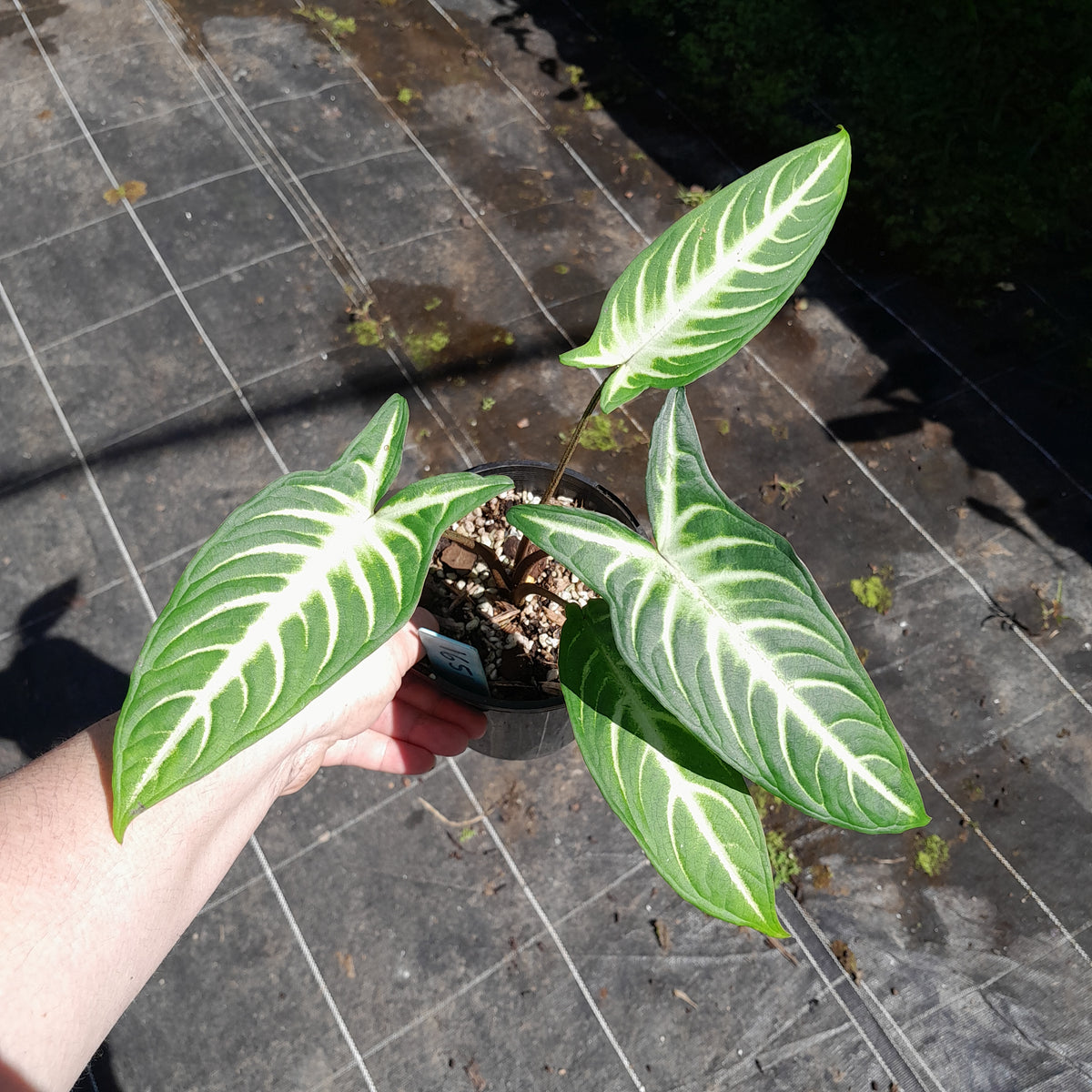 #165 Phyllotaenium Lindenii – J & S Plant Pickers