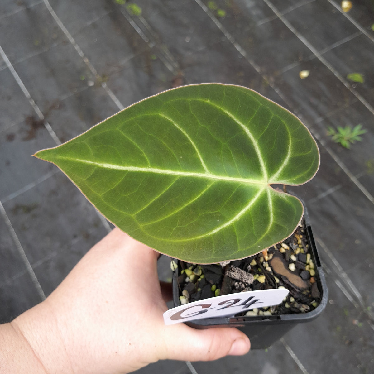 #G24 Anthurium Velvet Shadow – J & S Plant Pickers