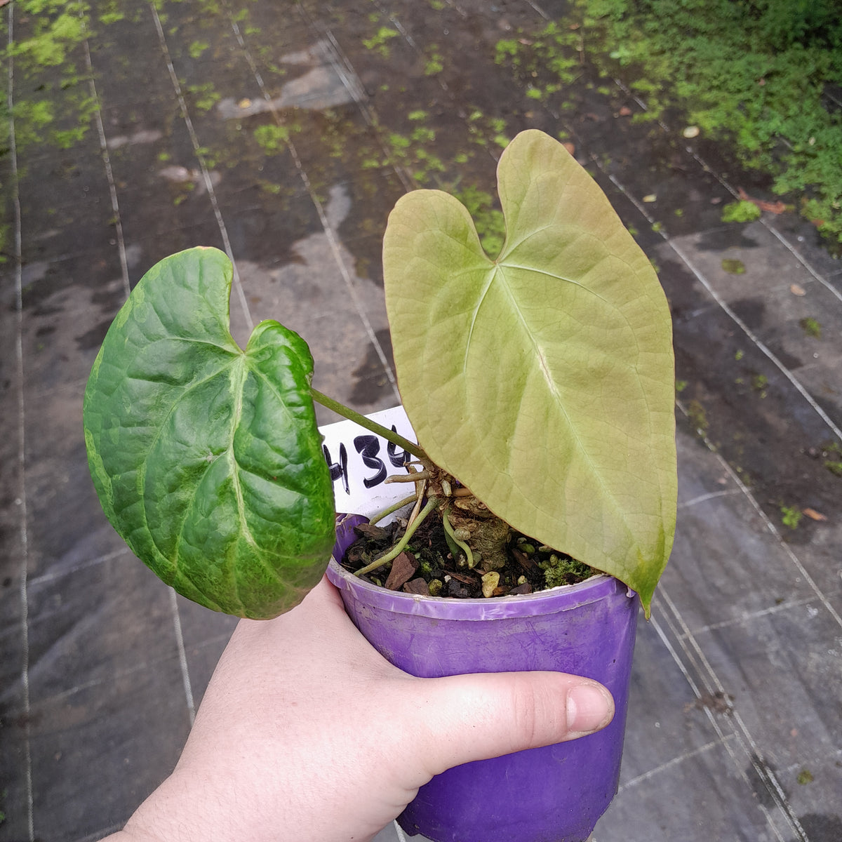#H341 Anthurium Velvet Shadow x Rotolantei – J & S Plant Pickers