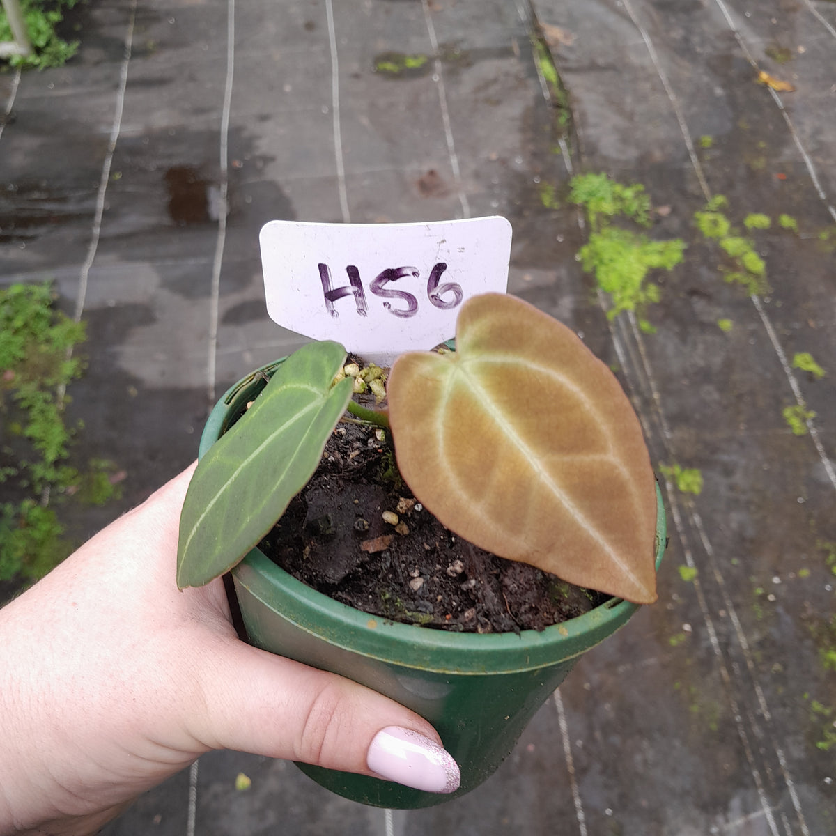 #H56 Anthurium Papillilaminum Hybrid x Dark NOID - (Complex hybrid) – J ...