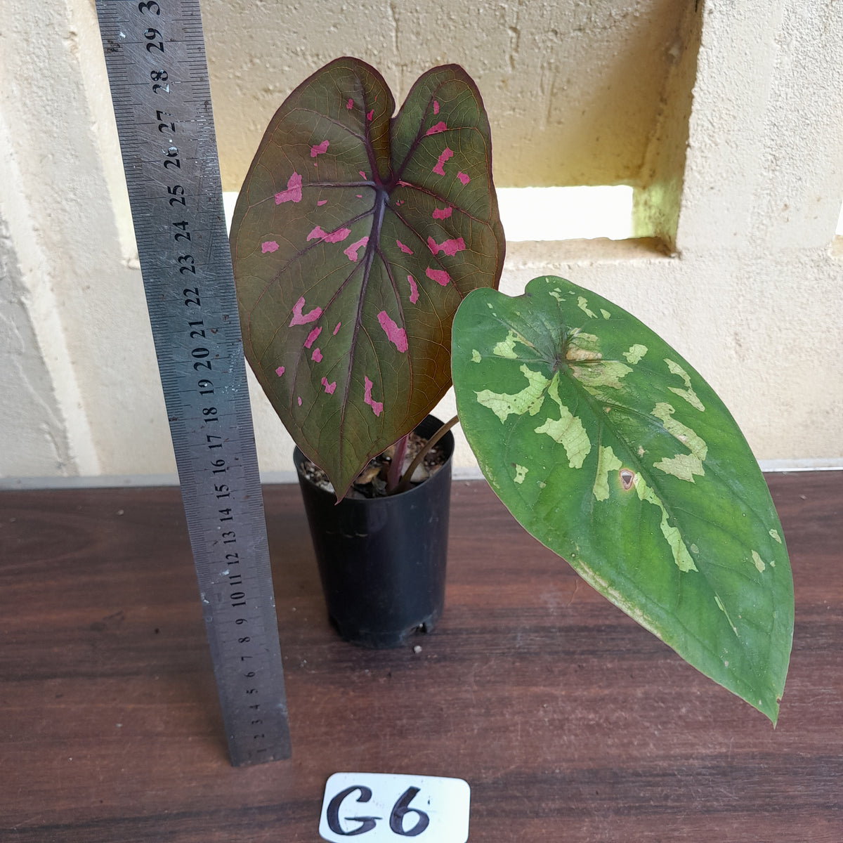 #G6 Caladium Clavatum – J & S Plant Pickers
