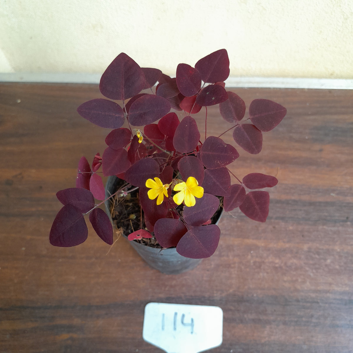 #114 Oxalis Hedysaroides - Fire Fern – J & S Plant Pickers