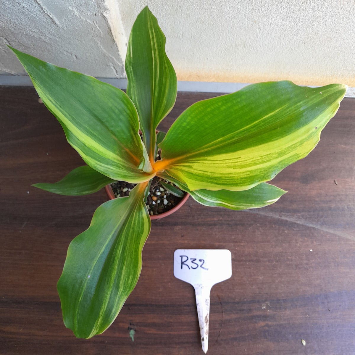 #R32 Variegated Chlorophytum Orchidastrum - Fire Flash – J & S Plant ...