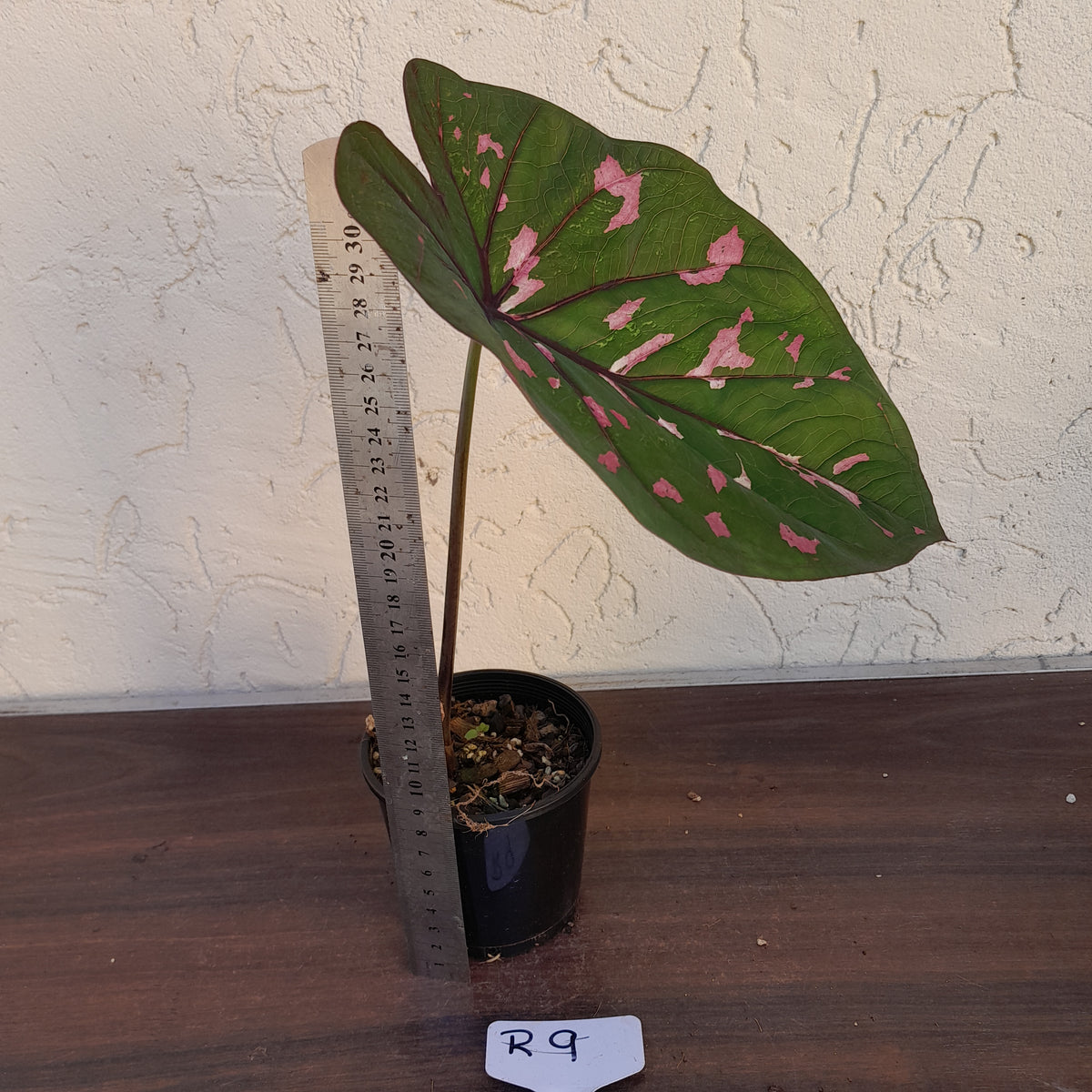 #R9 Caladium Clavatum – J & S Plant Pickers