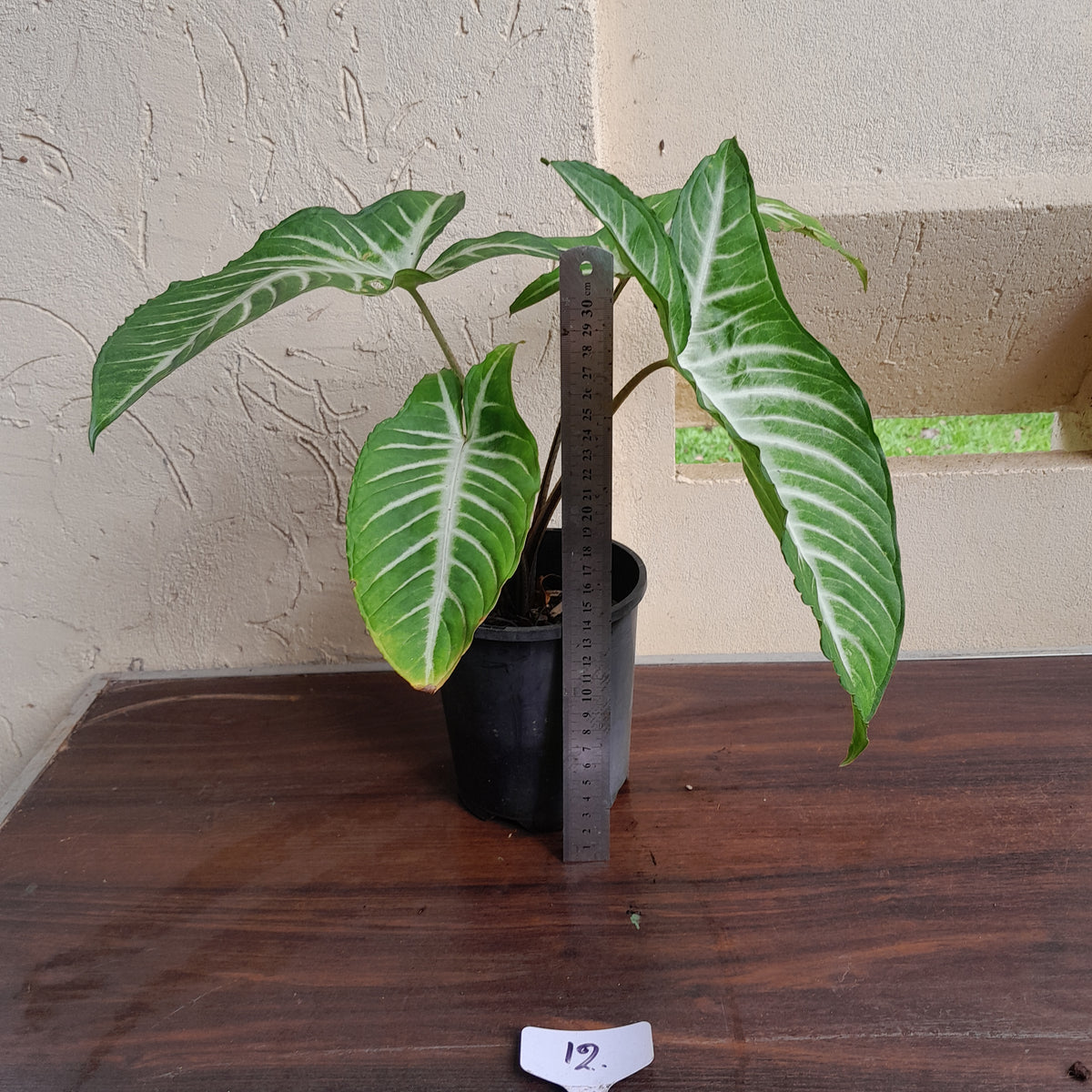 #12 Phyllotaenium Lindenii – J & S Plant Pickers