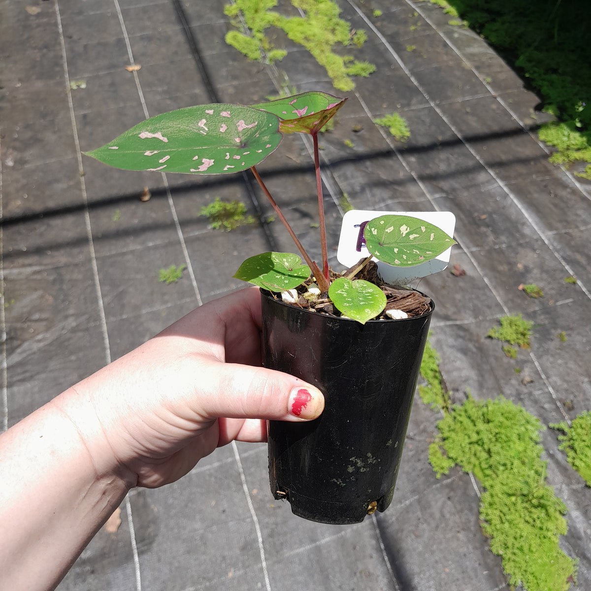 #R45 Caladium Clavatum – J & S Plant Pickers