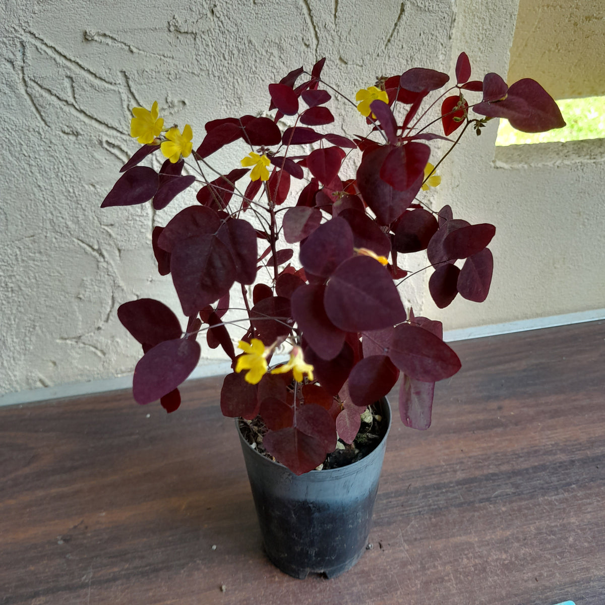 #158 Oxalis Hedysaroides / Fire Fern – J & S Plant Pickers
