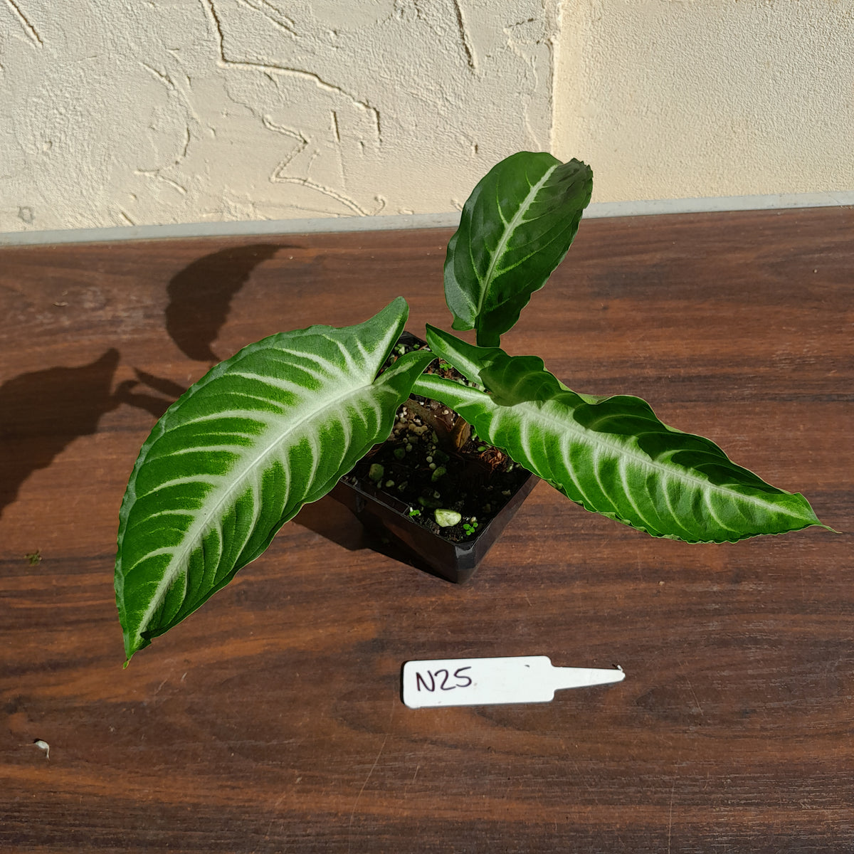 #N25 Phyllotaenium Lindenii – J & S Plant Pickers