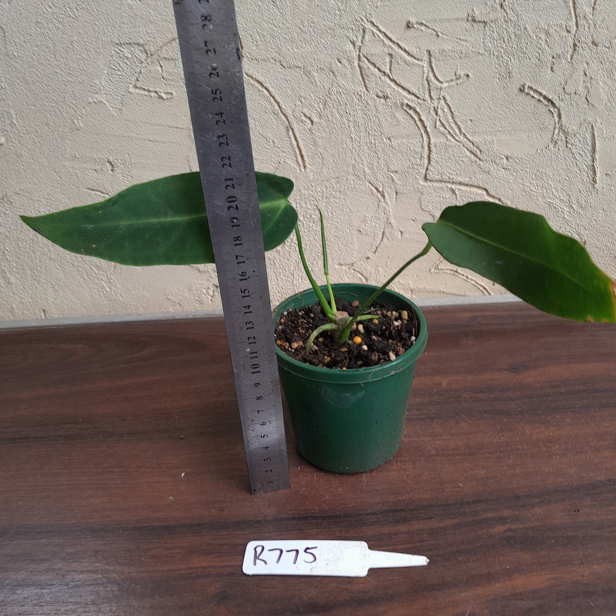 #R775 Anthurium Panamense x Warocqueanum – J & S Plant Pickers