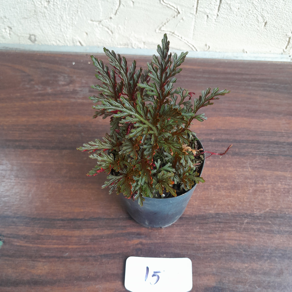 #15c Selaginella Erythropus - Red Club Moss – J & S Plant Pickers