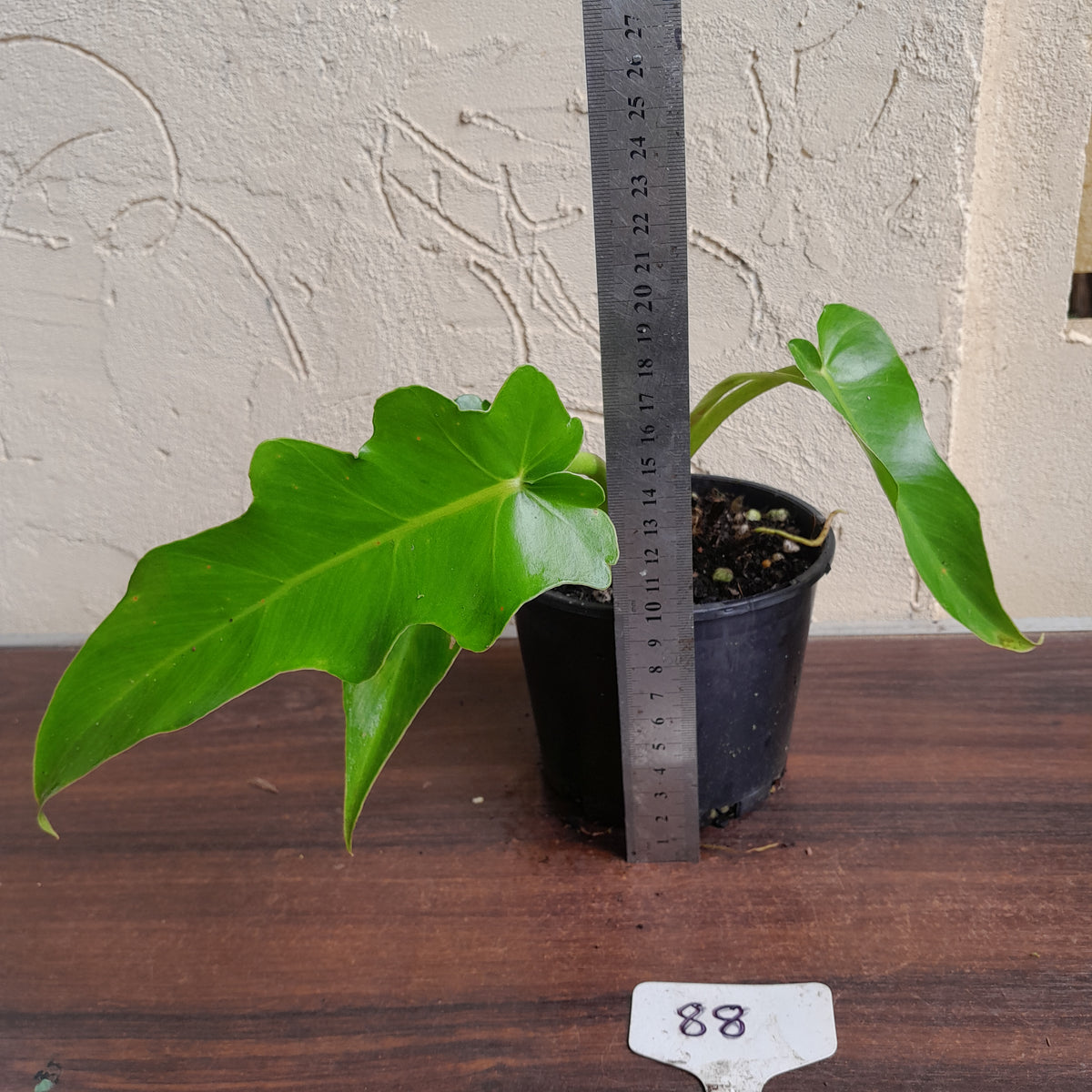 #88 Philodendron Bob Cee – J & S Plant Pickers