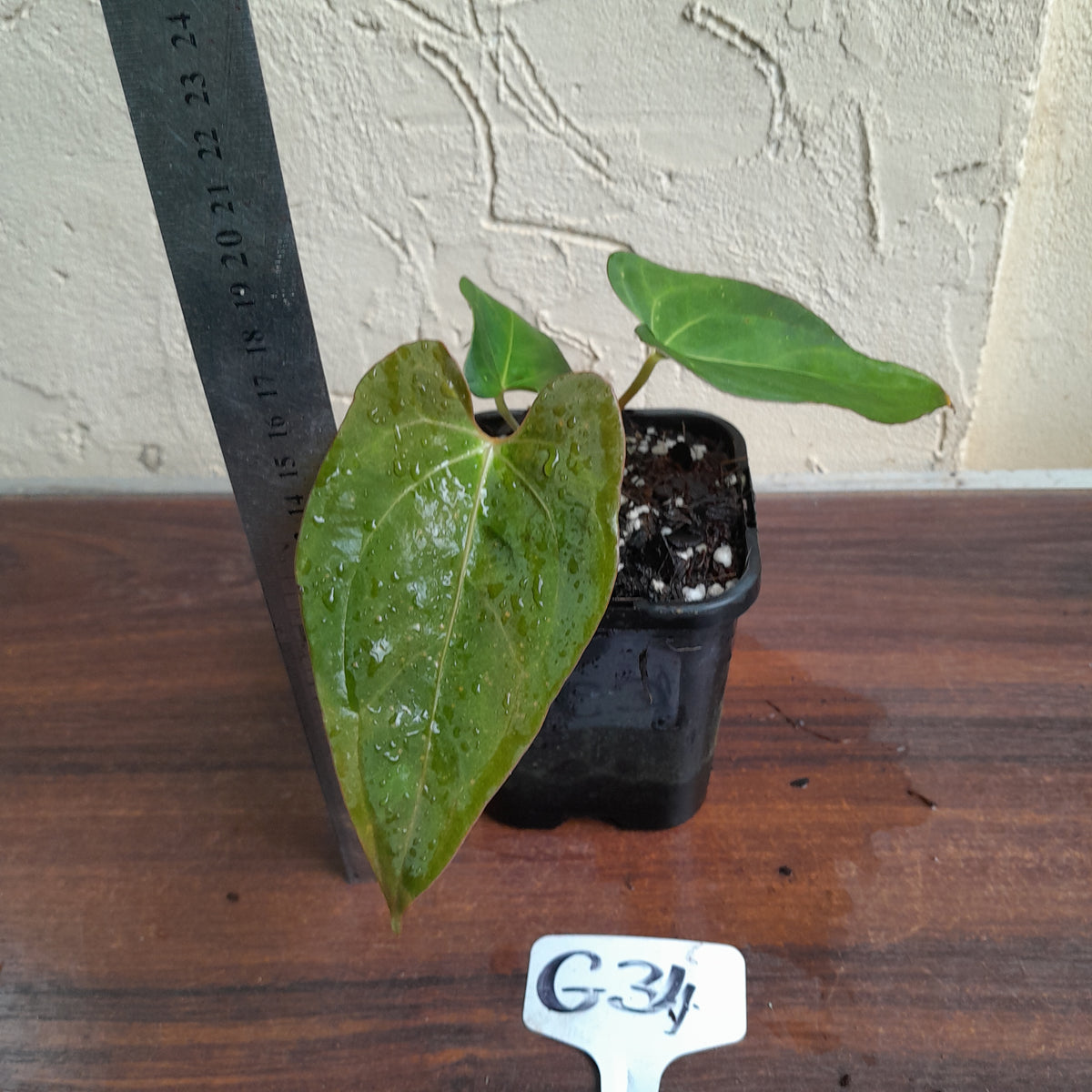 #G34 Anthurium Velvet Shadow x – J & S Plant Pickers