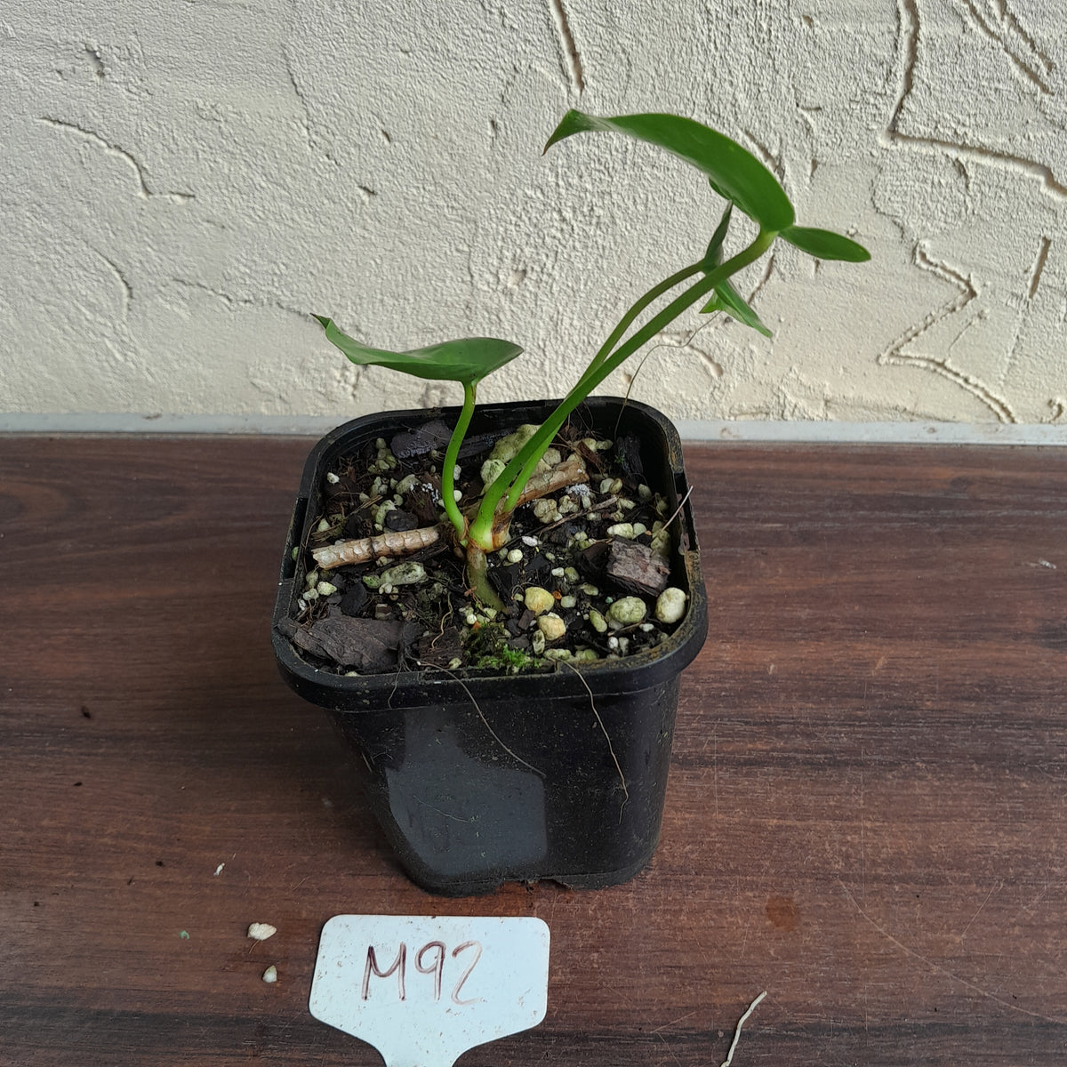 #M92 Amydrium Humile – J & S Plant Pickers