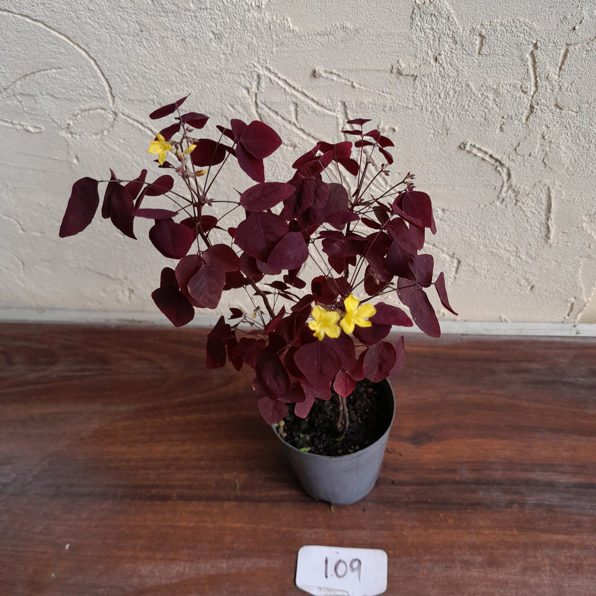 #109 Oxalis Hedysaroides - Fire Fern – J & S Plant Pickers
