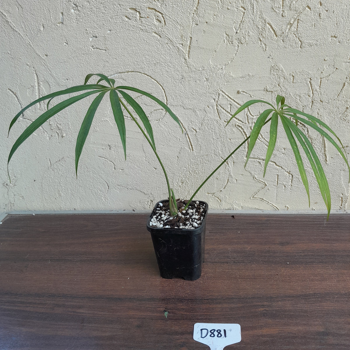 #881 Anthurium Polydactylum – J & S Plant Pickers