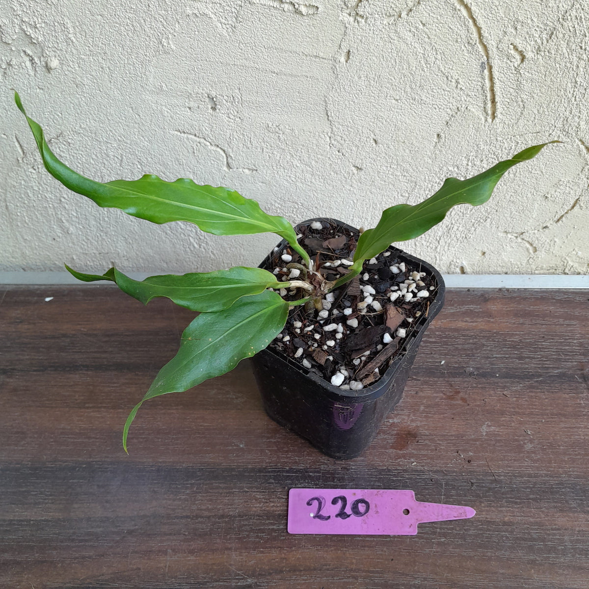 #220 Anthurium Plowmanii Ruffles – J & S Plant Pickers