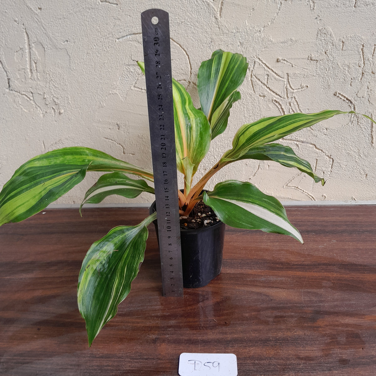 #D59 Variegated Chlorophytum Orchidastrum - Fire Flash – J & S Plant ...