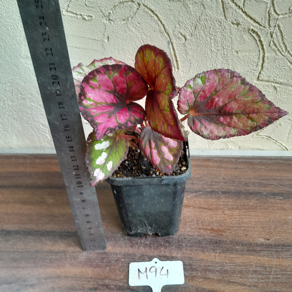 #M94 Begonia Unknown – J & S Plant Pickers