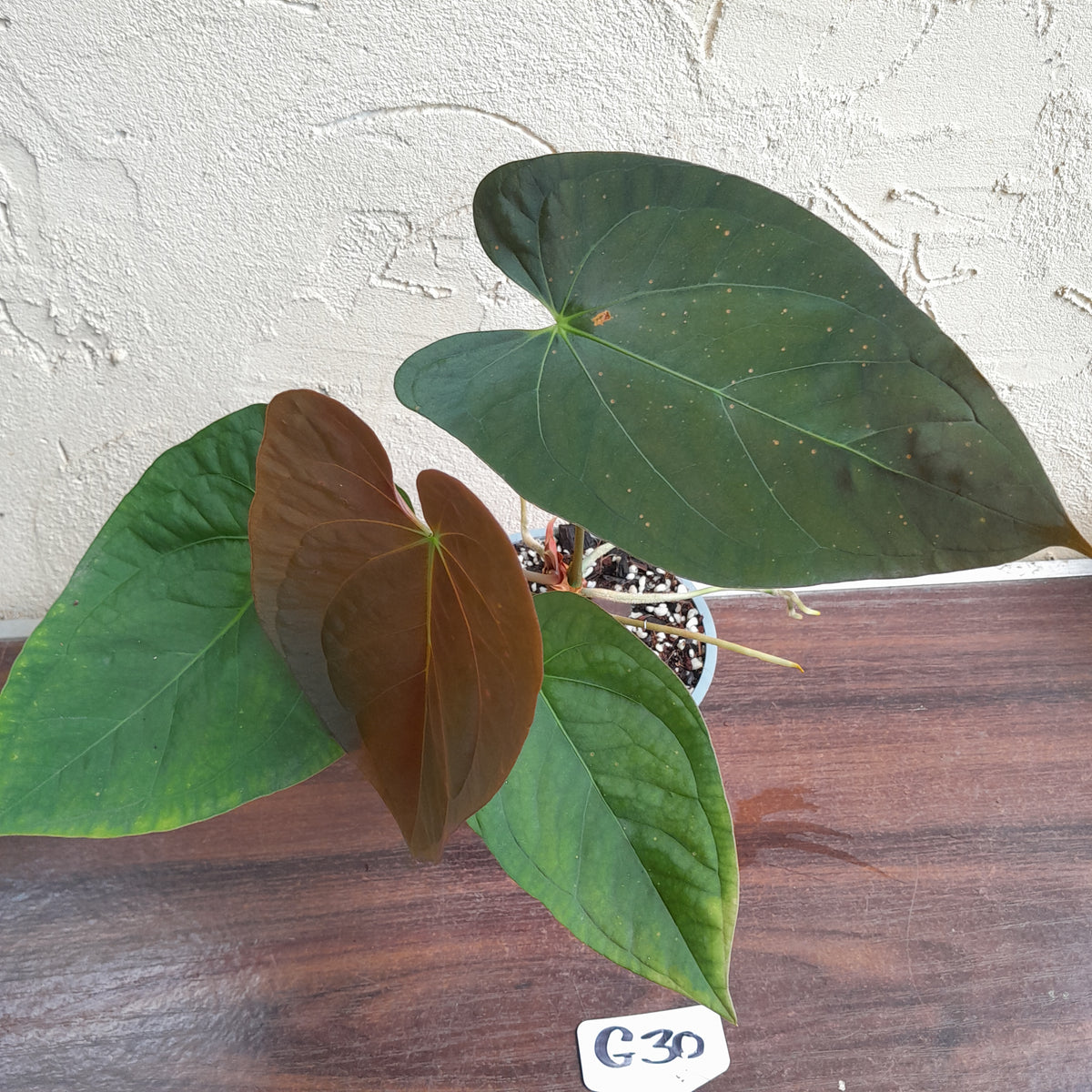 #G30 Anthurium Velvet Shadow x – J & S Plant Pickers