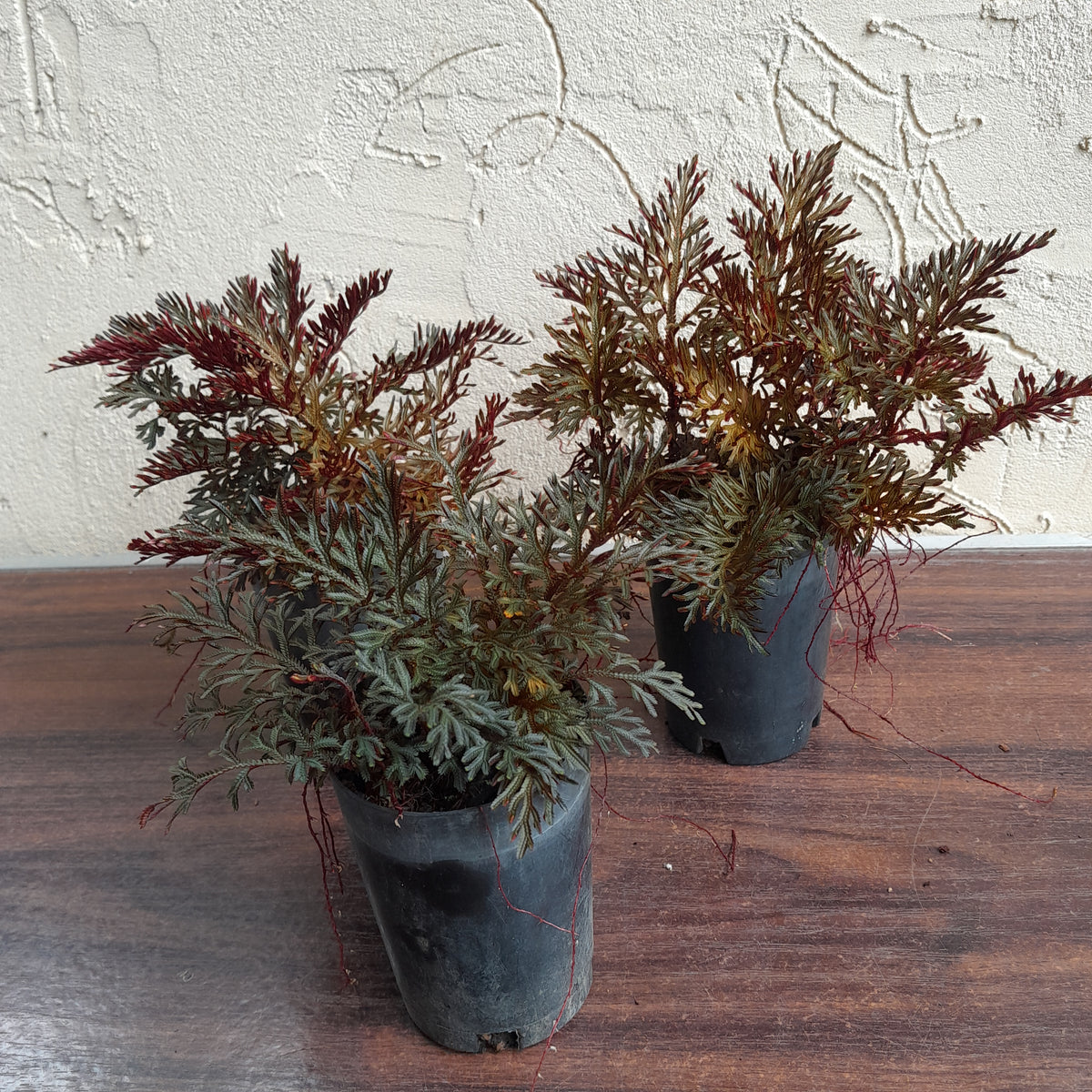 1 x Selaginella Erythropus / Red Club Moss – J & S Plant Pickers