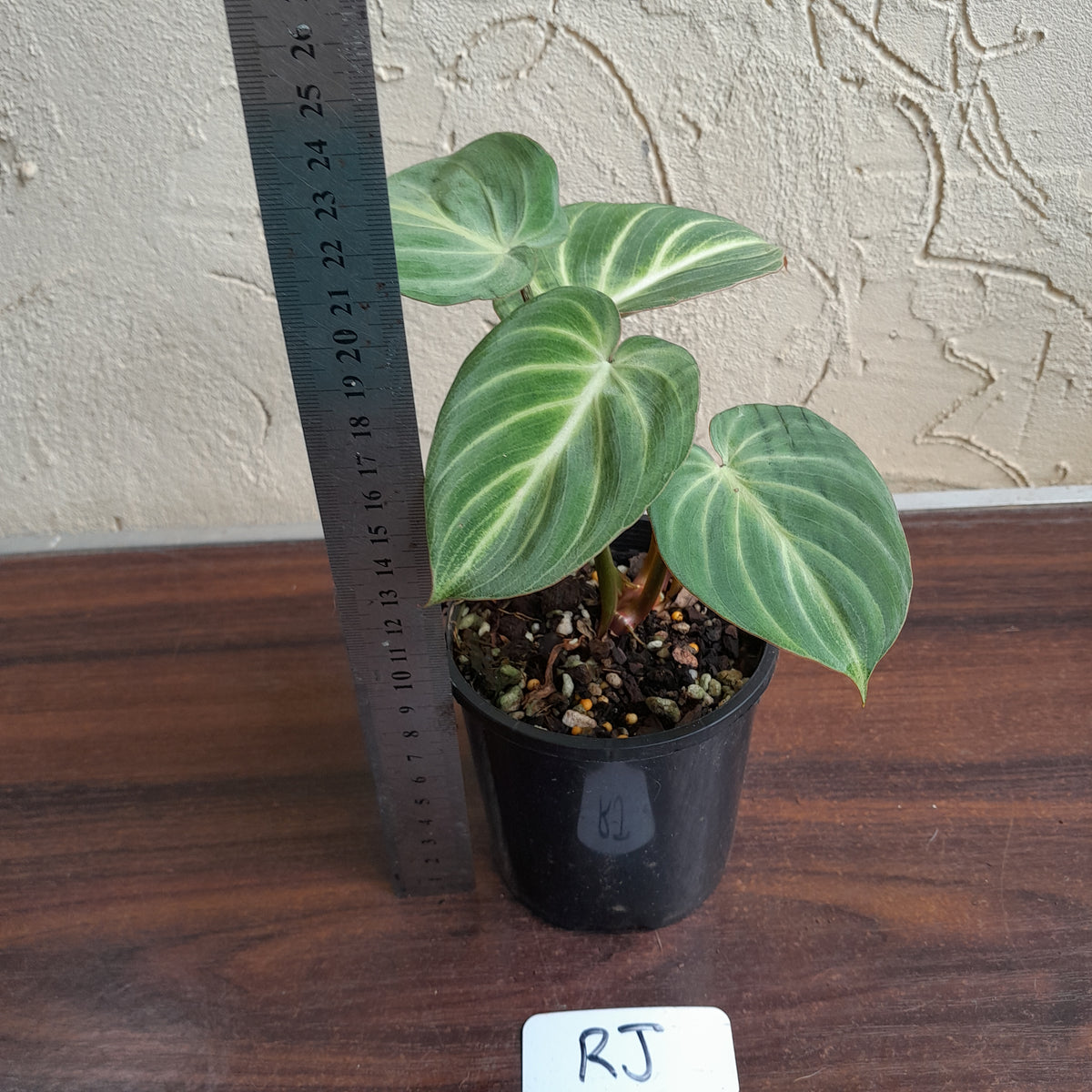 #RJ Philodendron Tinkle Bell – J & S Plant Pickers