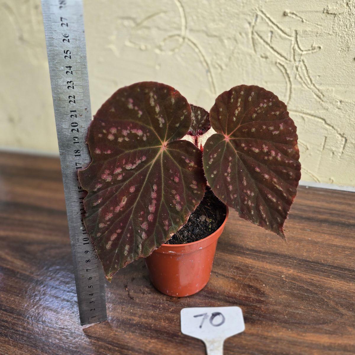 #70 Begonia Unknown – J & S Plant Pickers