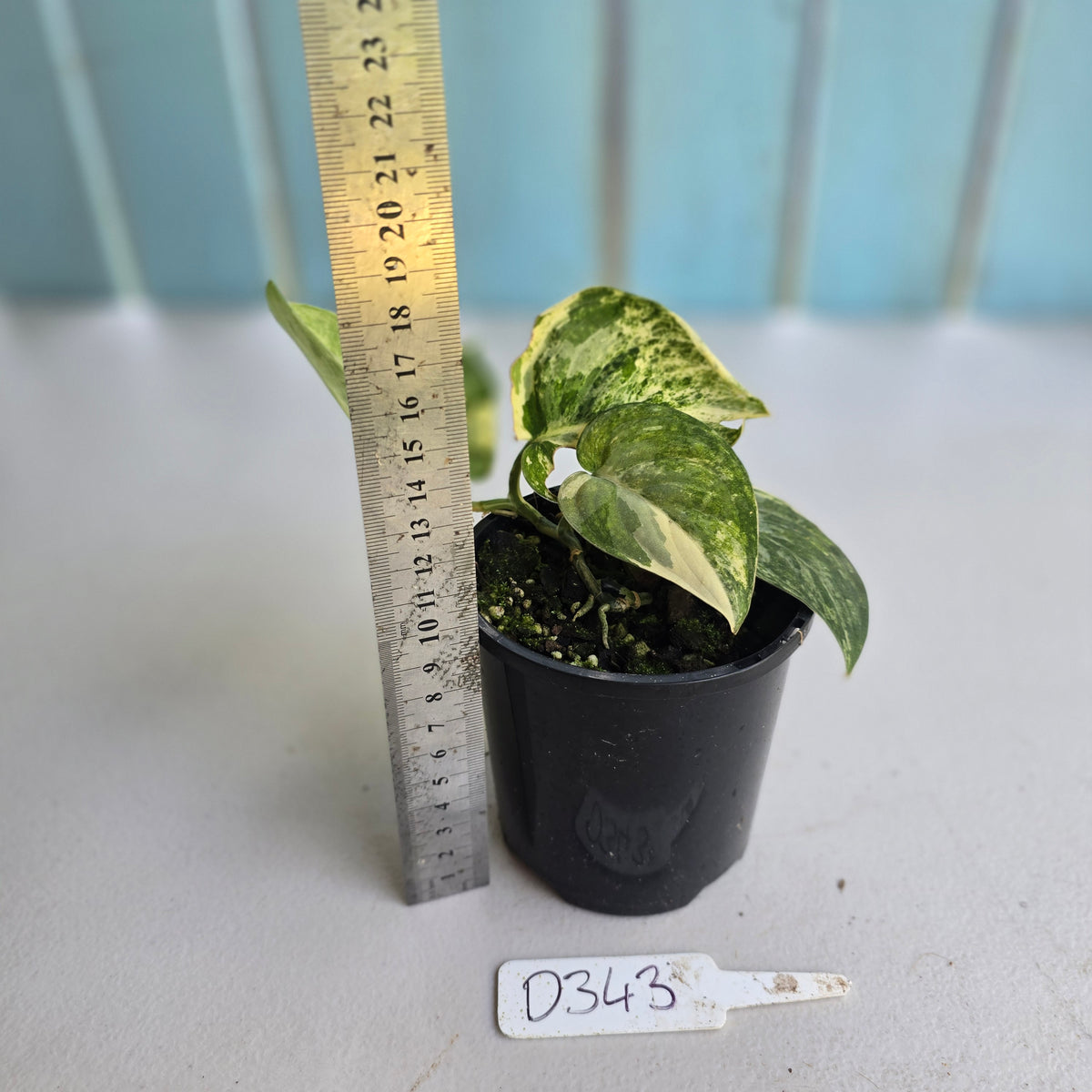 #D343 Variegated Scindapsus Mangurai – J & S Plant Pickers