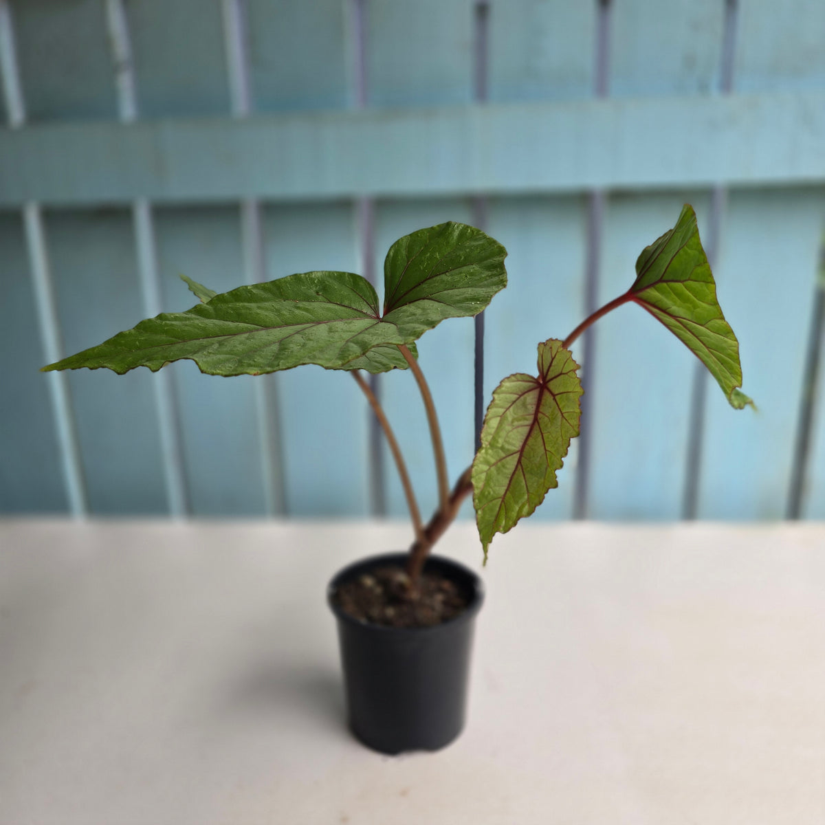 #R221 Begonia Handelii – J & S Plant Pickers