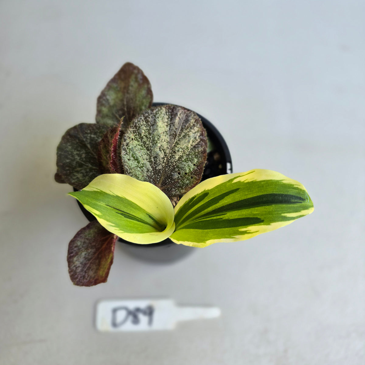 #D89 Kaempferia Gilbertii Tricolor + Begonia Unknown – J & S Plant Pickers