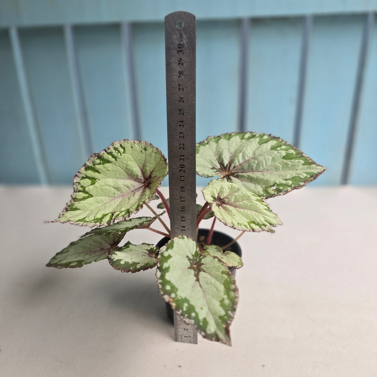 #D48 Begonia Unknown – J & S Plant Pickers